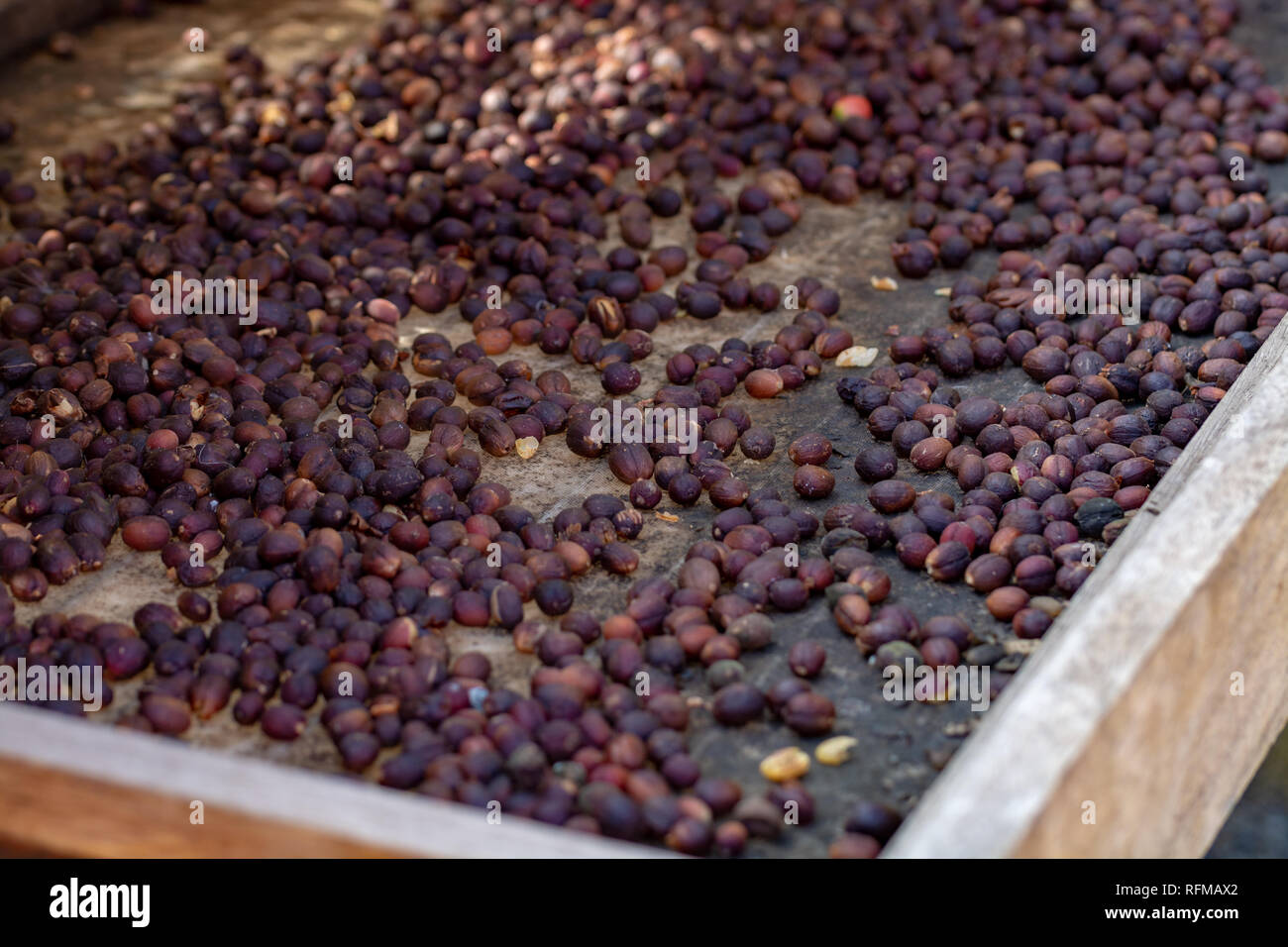 Traditional method of drying mature organic coffee beans on open grid ...