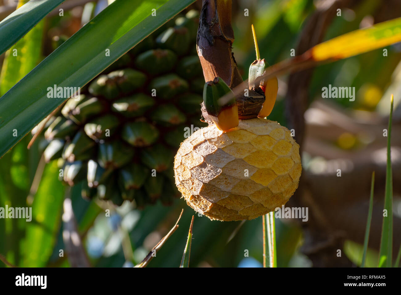 Pandanus utilis or screwpine plant with fruits growing in garde, origin ...