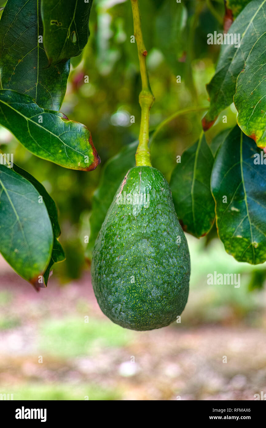 Tropical avocado tree with ripe green avocado fruits growing on ...