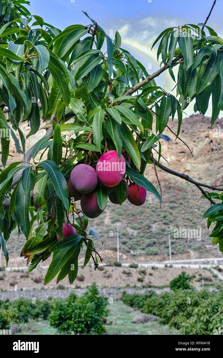 Tropical mango tree with big ripe mango fruits growing in orchard on ...