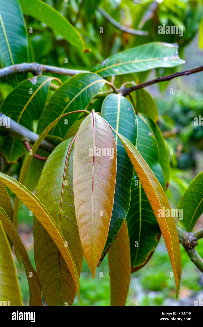 Tropical mango tree after harvesting growing in orchard on Gran Canaria ...