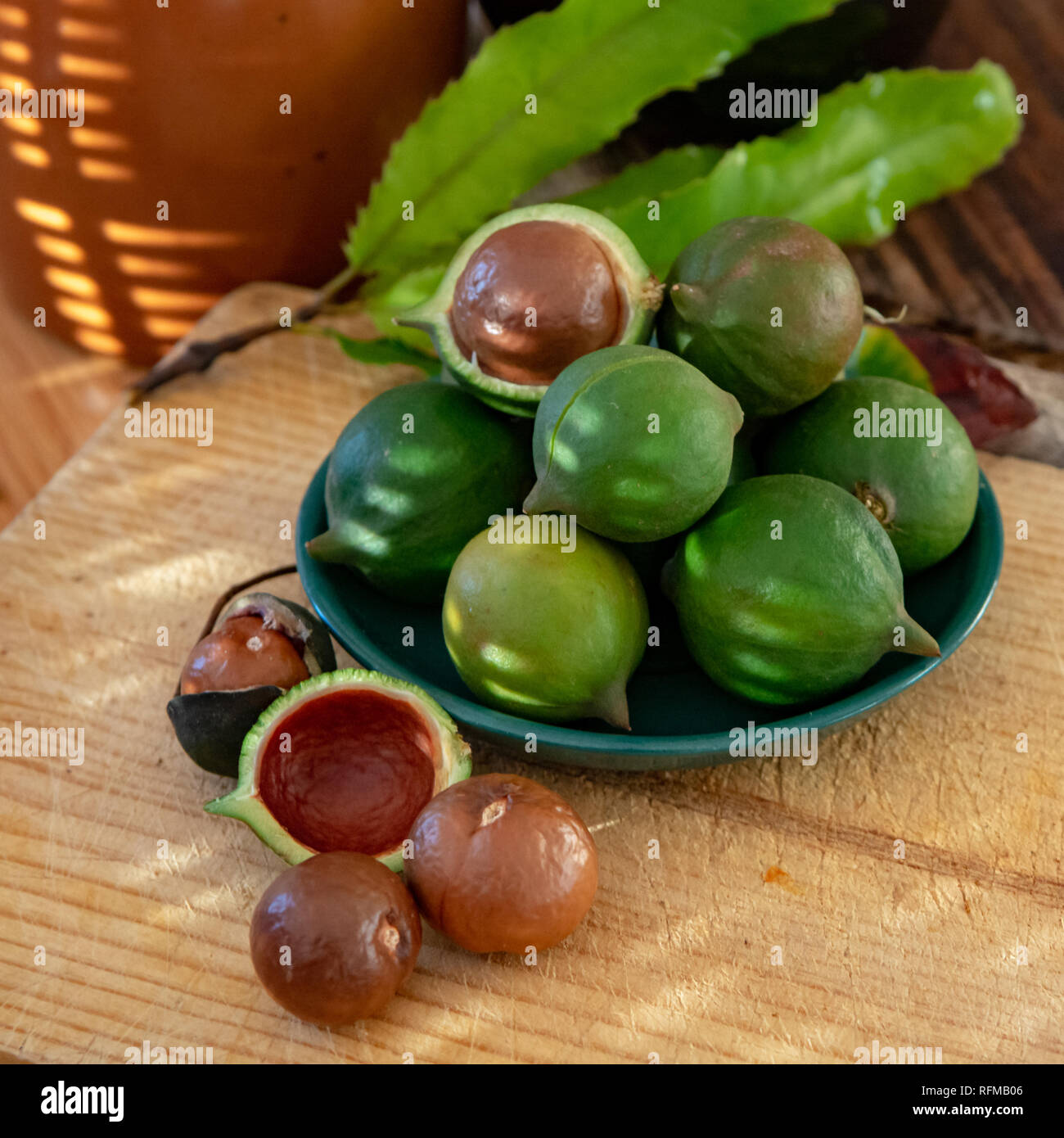 New harvest of ripe fresh Australian macadamia nuts in shell with ...