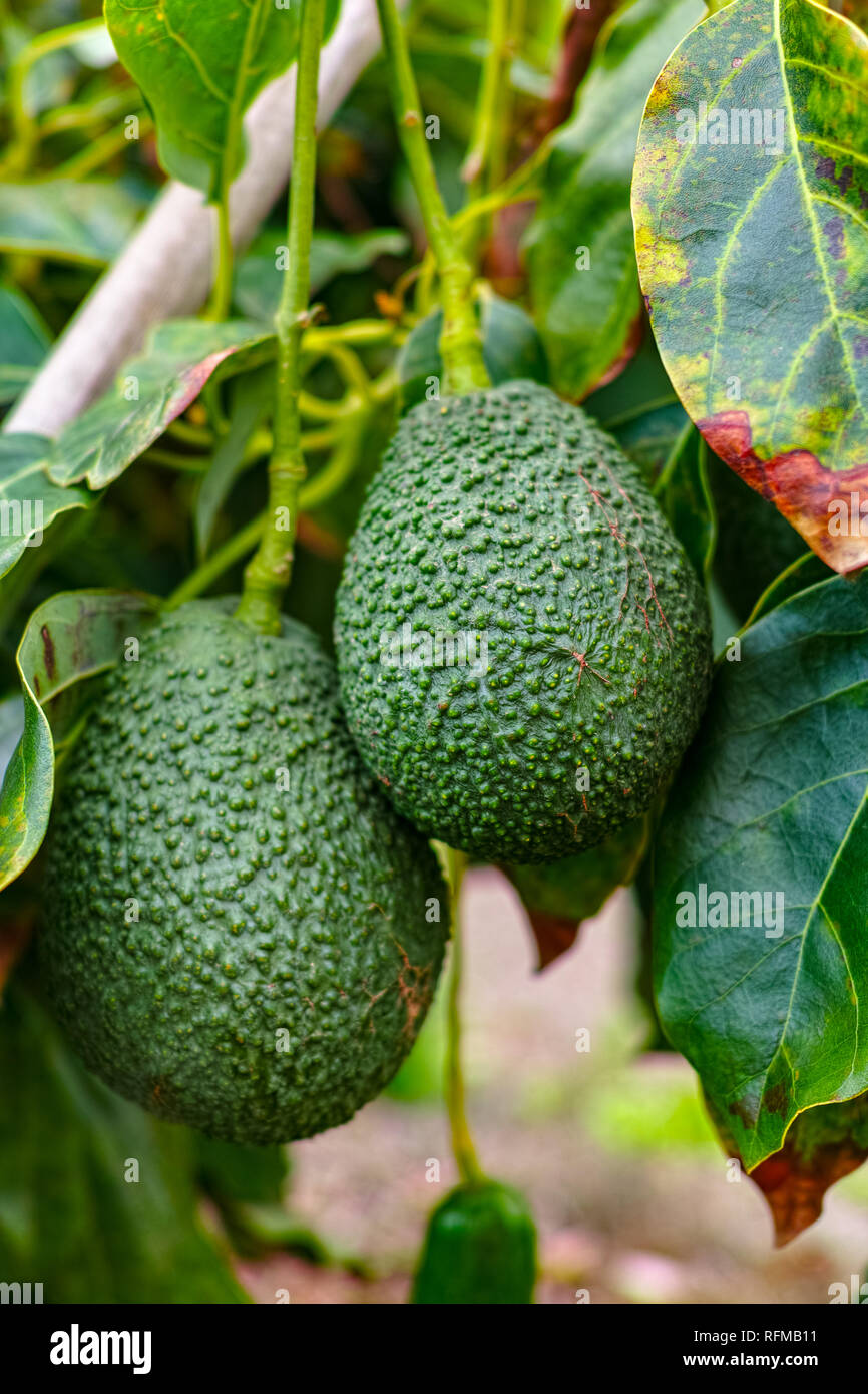 Tropical avocado tree with ripe green avocado fruits growing on ...