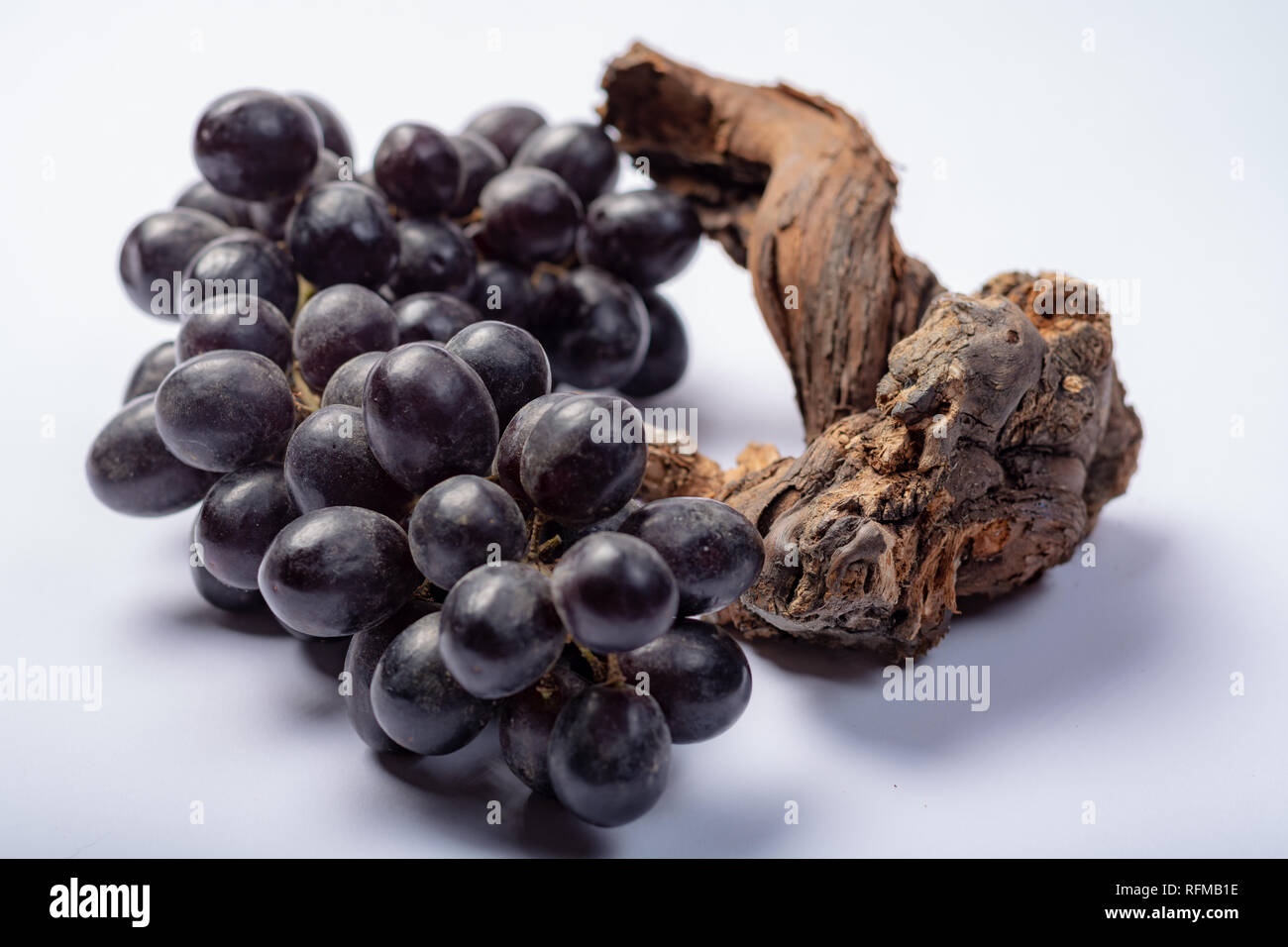 Piece of old grapevine and bunch of black grapes on white background ...