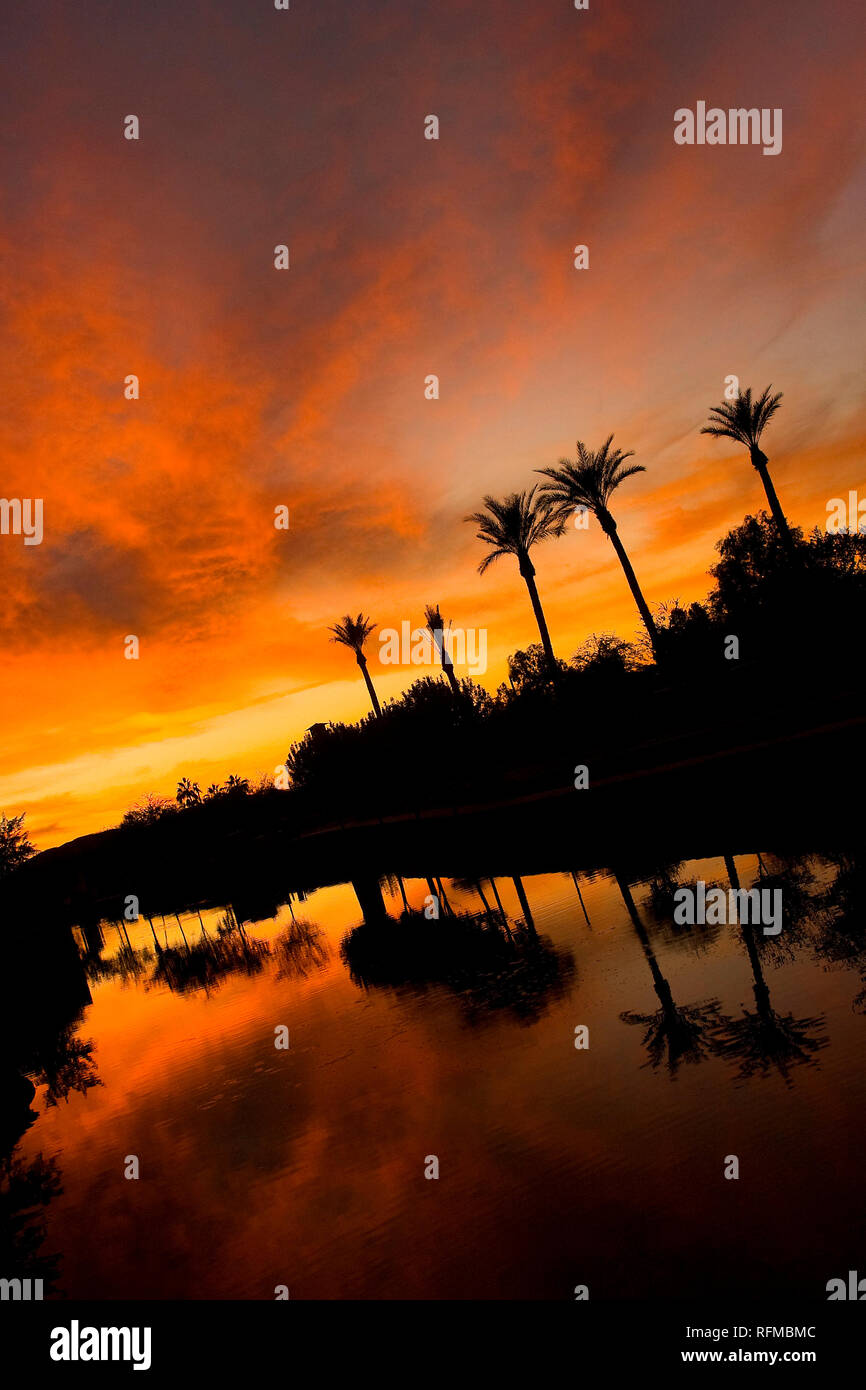 Reflection of palm trees hi-res stock photography and images - Alamy