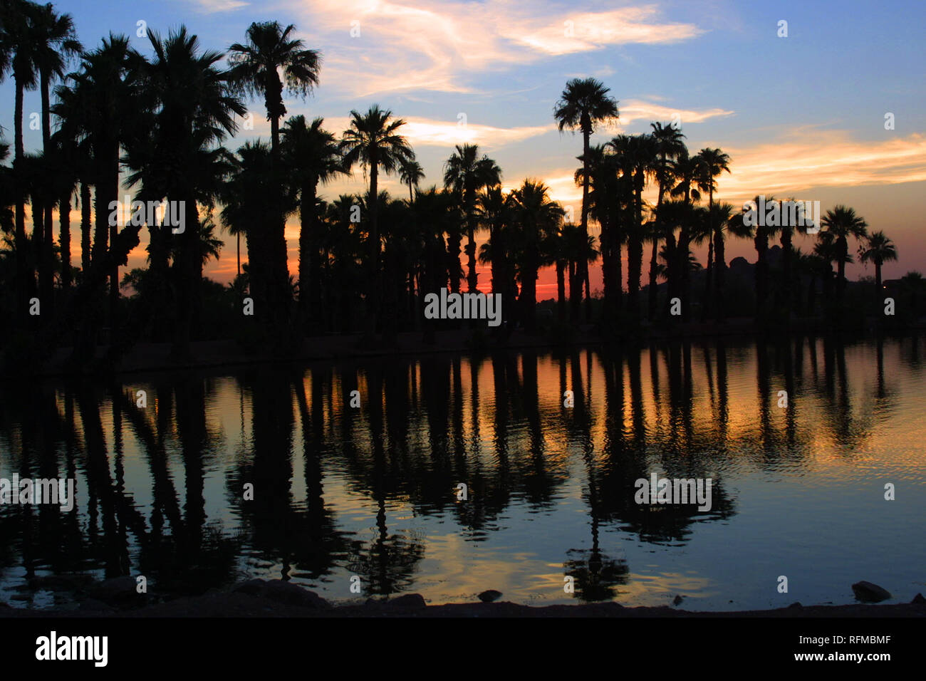 A reflection of palm trees in water at sunset in Phoenix, Arizona Stock ...