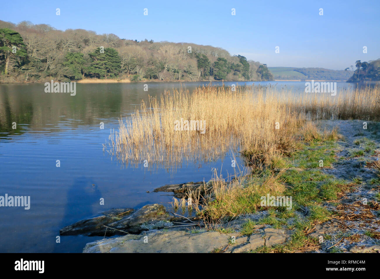 Helston Loe Pool in winter, Cornwall, England, UK Stock Photo - Alamy