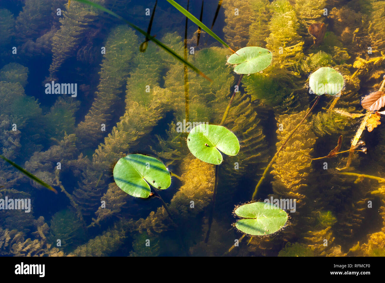 Green algae with insects on the water surface background Stock Photo ...