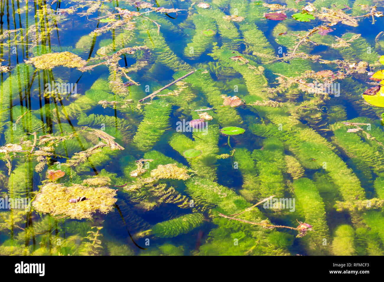 Green algae on the water surface background Stock Photo - Alamy