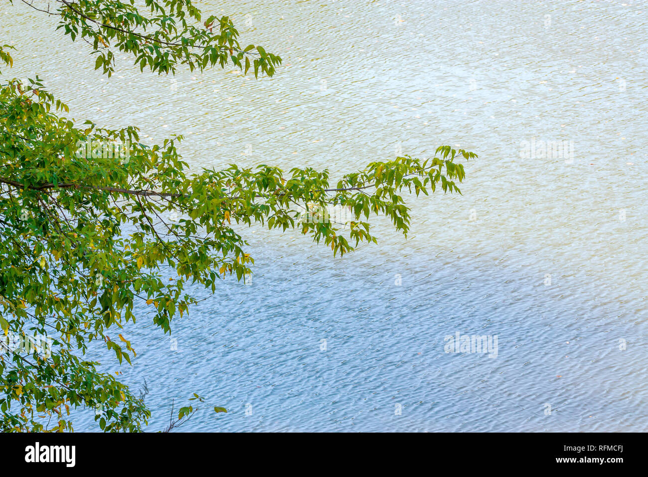 Tree branch over river surface hi-res stock photography and images - Alamy