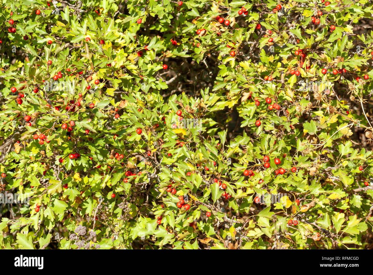 Hawthorn branches with ripe fruits Stock Photo - Alamy
