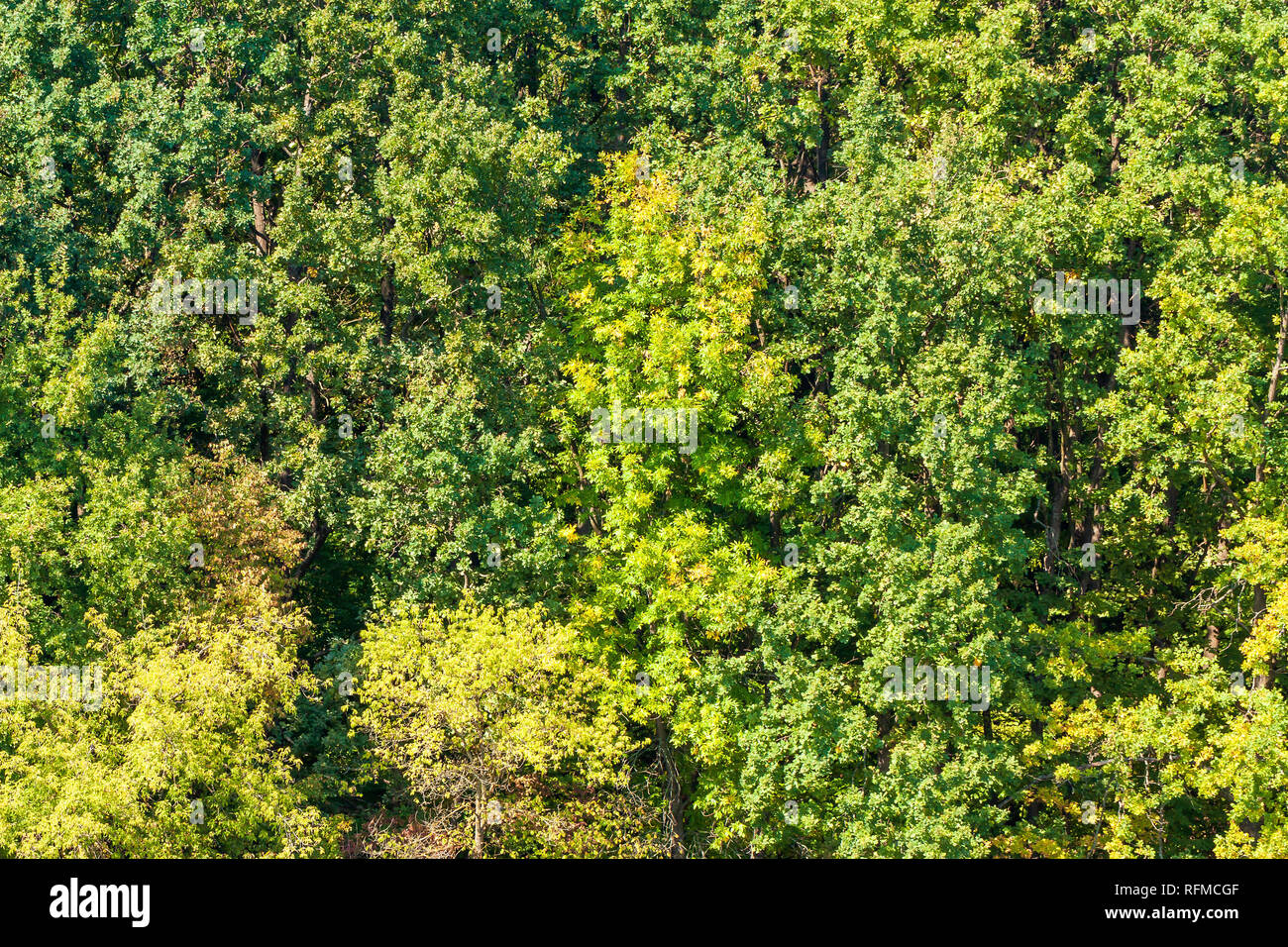 Landscape with green forest trees Stock Photo - Alamy