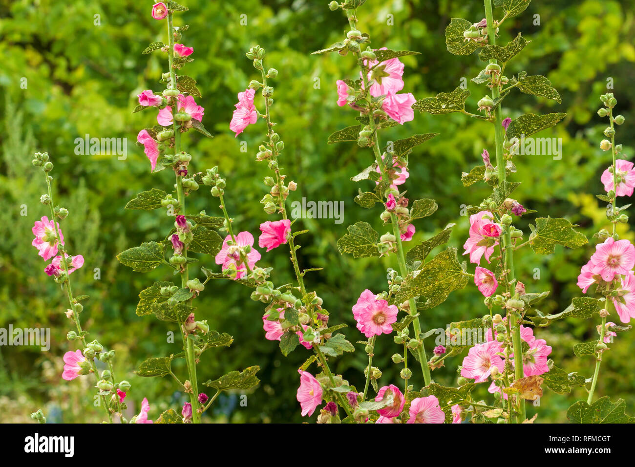 Cluster pink mallow flowers hi-res stock photography and images - Alamy