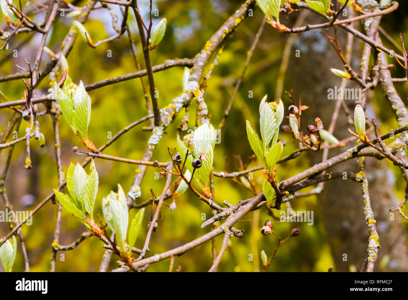Spring branches and leaves background Stock Photo - Alamy