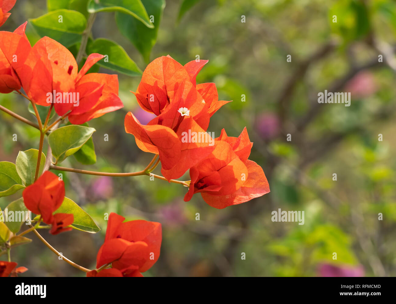 Orange Bougainvillea High Resolution Stock Photography and Images - Alamy