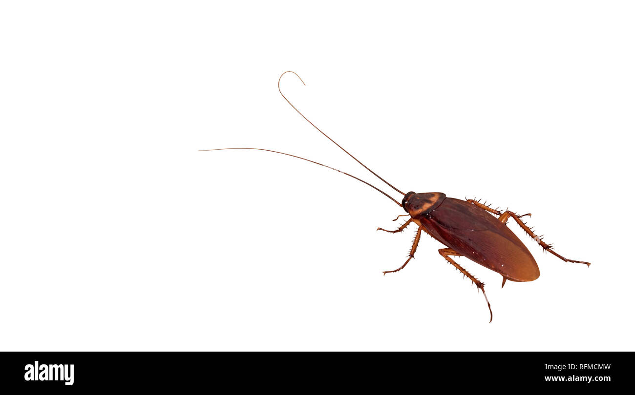 Closeup cockroach Cut Out Stock Images & Pictures - Alamy