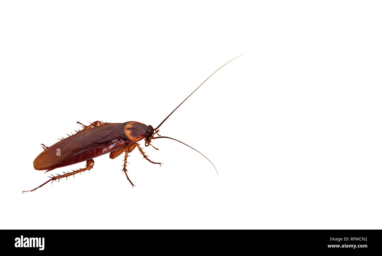 Closeup cockroach Cut Out Stock Images & Pictures - Alamy