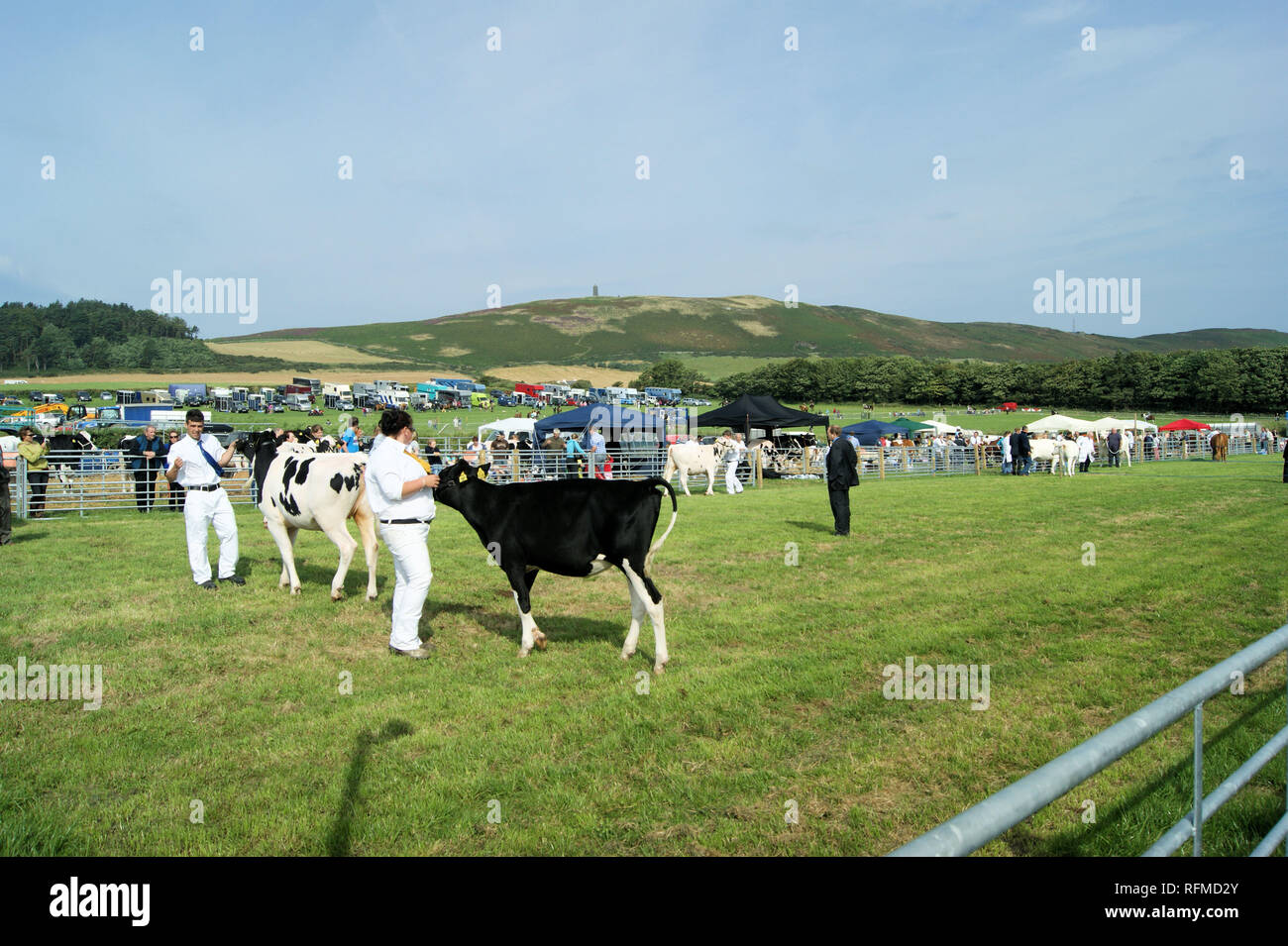 Cattle classes at the Royal Manx Agricultural Show Stock Photo - Alamy