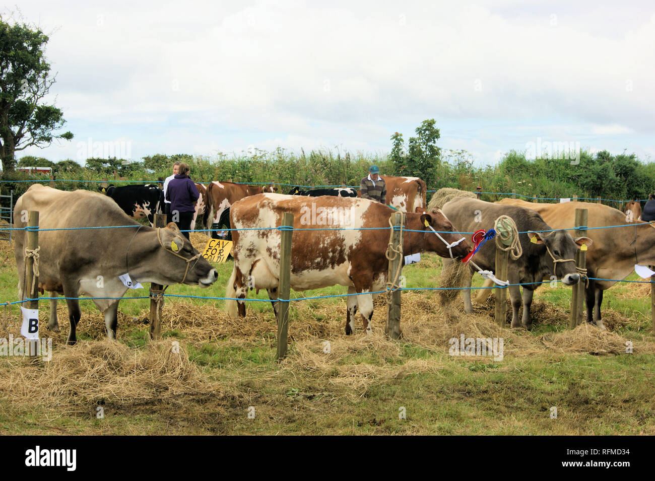 Cattle crush hi-res stock photography and images - Alamy