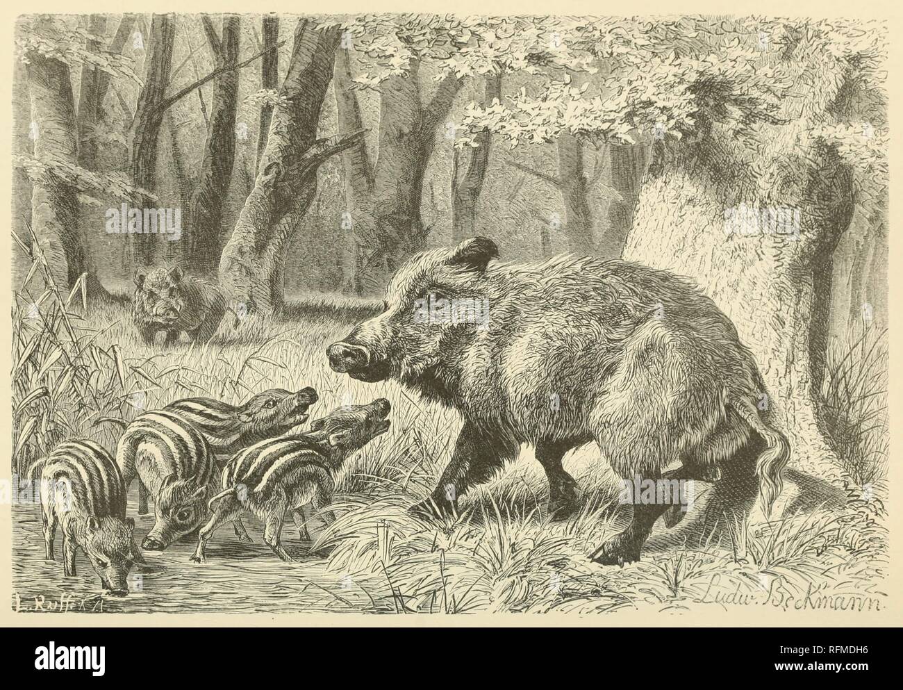 The fox and the wild boar hi-res stock photography and images - Alamy