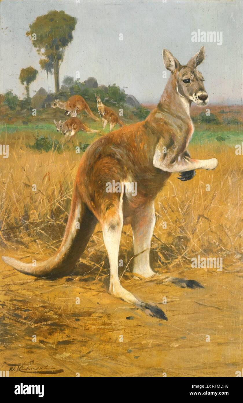 Red kangaroos group hi-res stock photography and images - Alamy