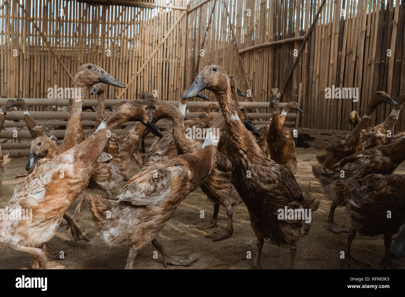 ducks in traditional farm Stock Photo - Alamy