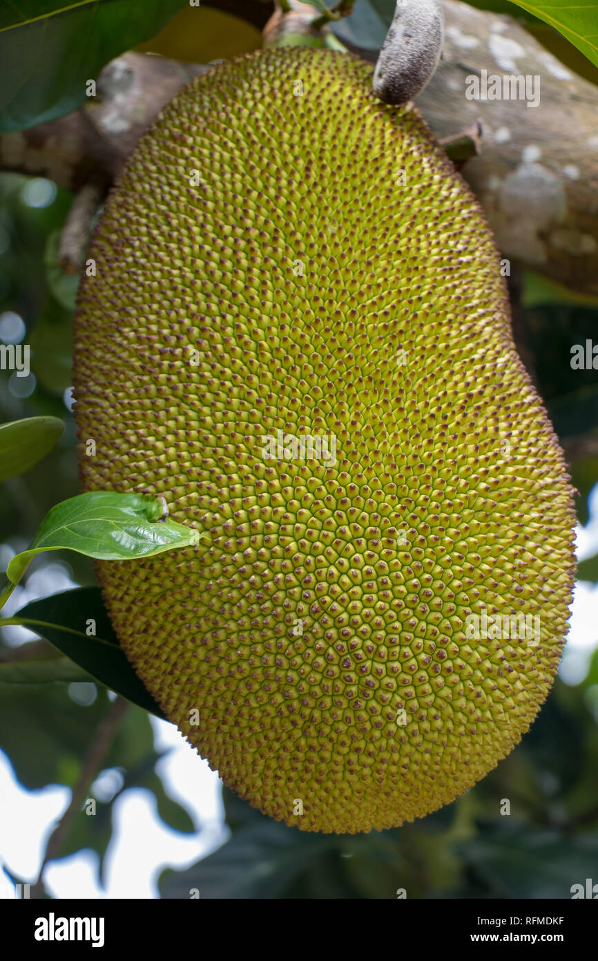 Close-up of jackfruits (Artocarpus heterophyllus), also known as jack ...