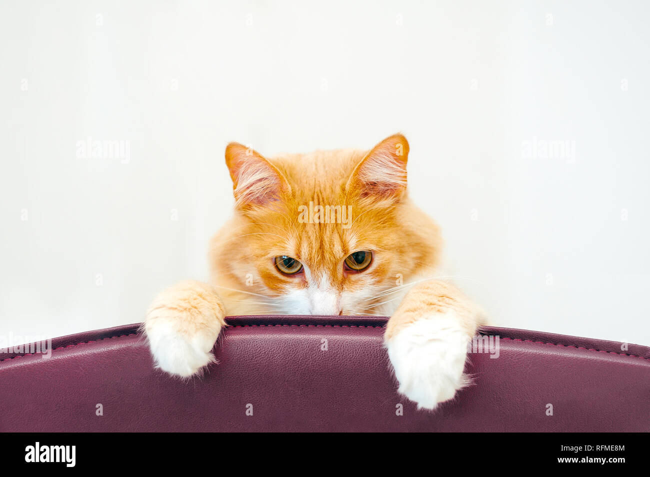 Modest domestic hi-res stock photography and images - Alamy