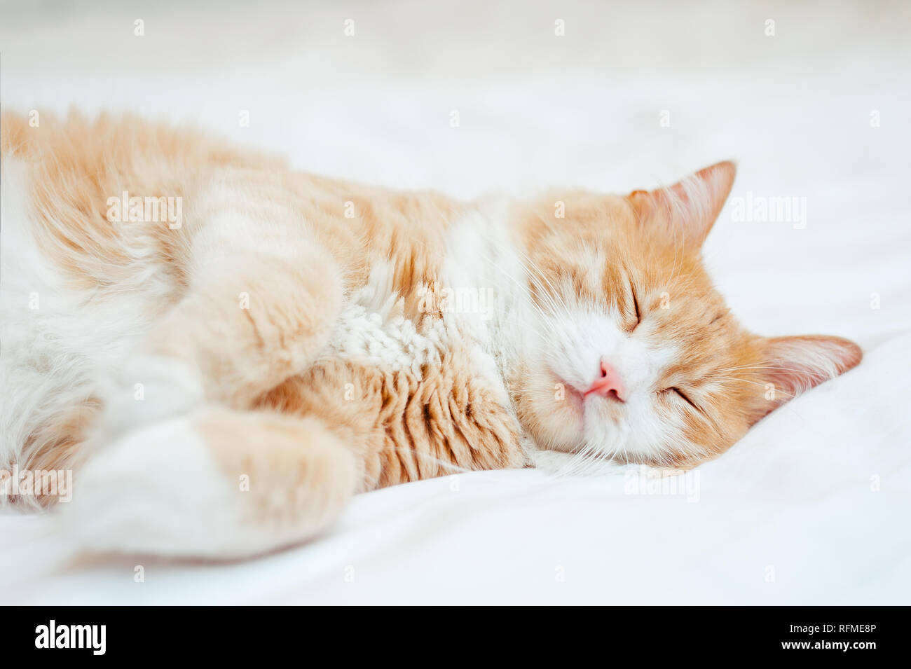 Ginger cat sleeping in bed hi-res stock photography and images - Alamy