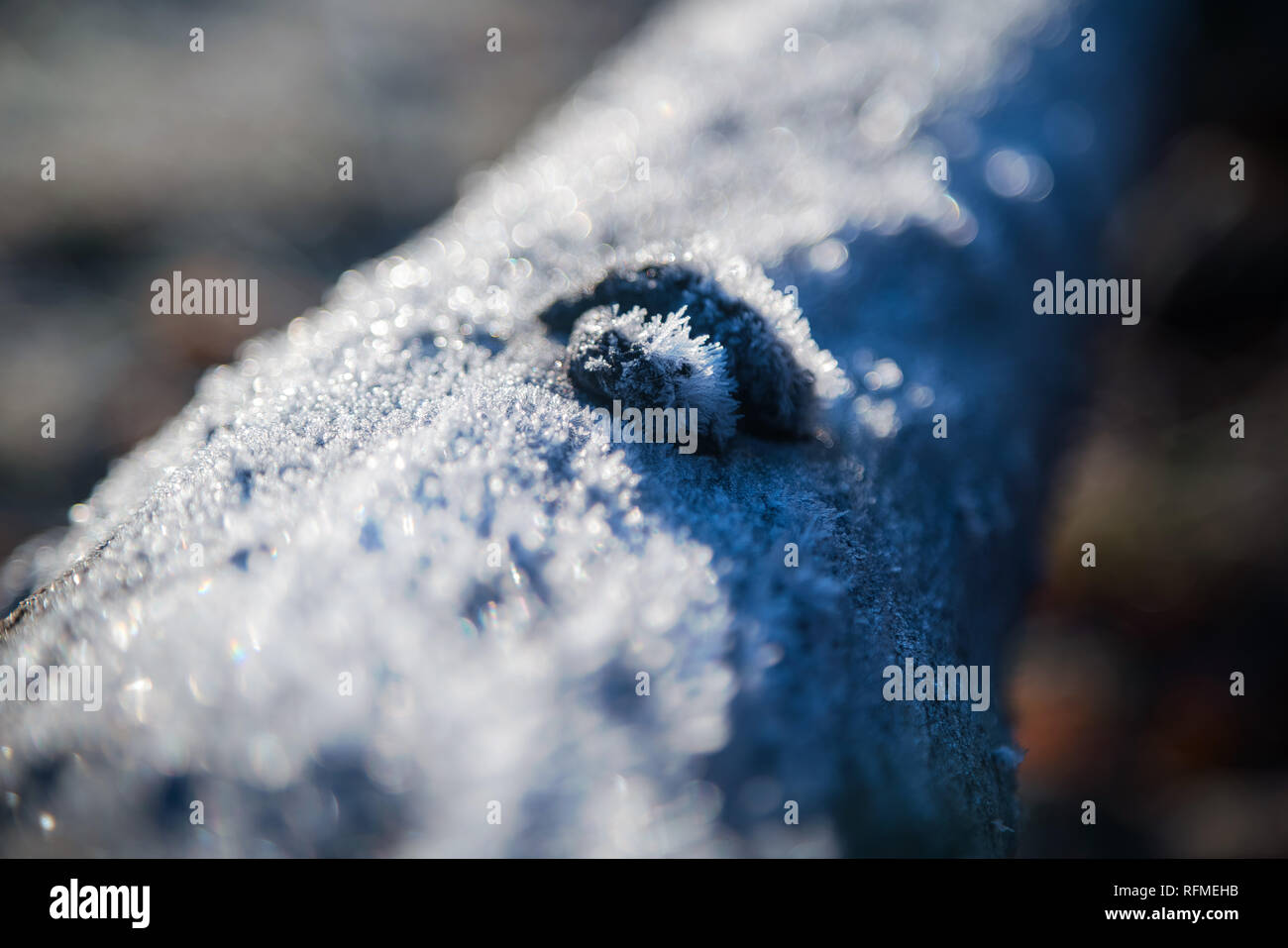 The bark of the plant tree is covered with ice crystals. First frosts ...