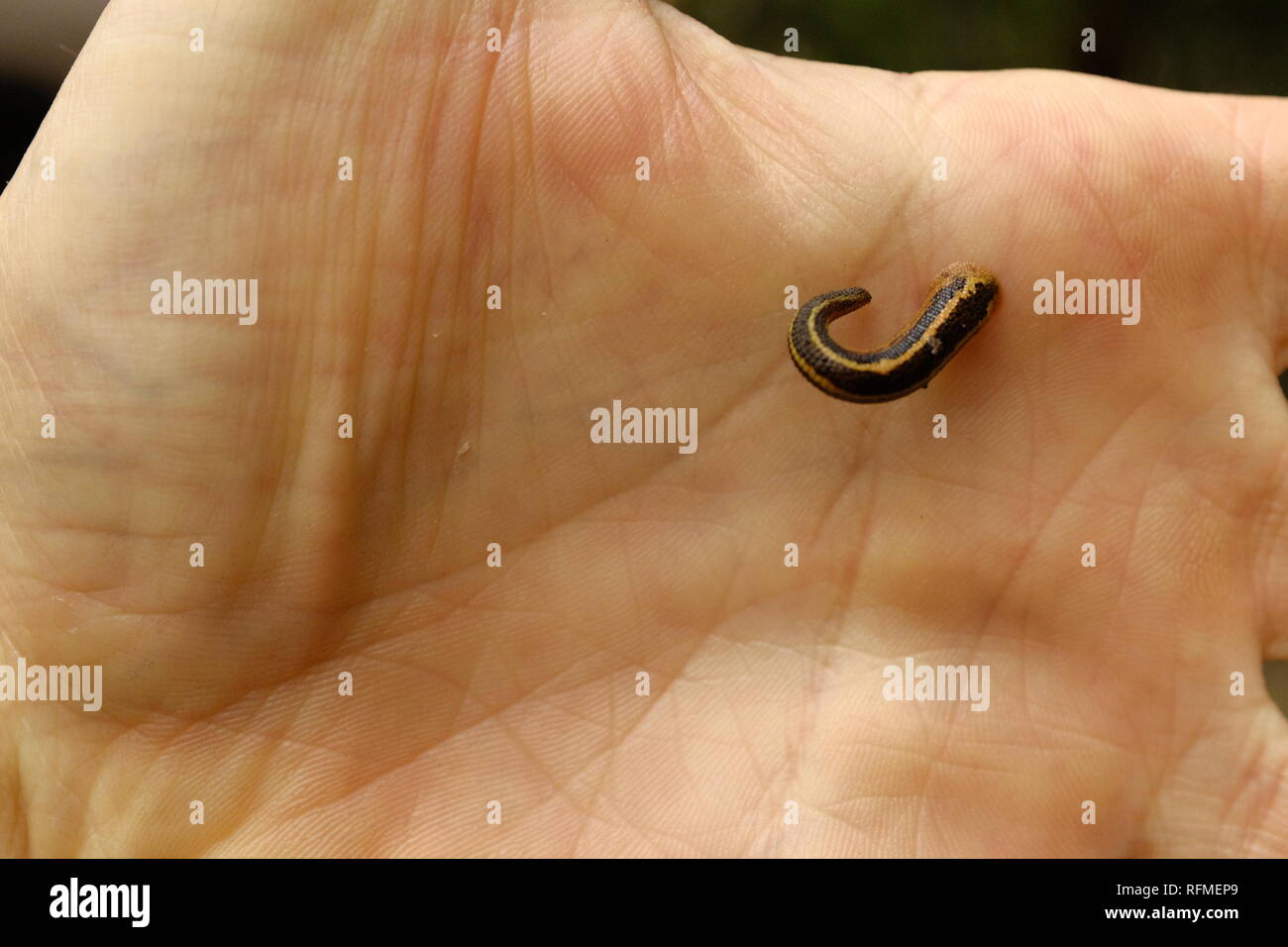 Sanguivorous leech blood sucking invertebrate hi-res stock photography ...