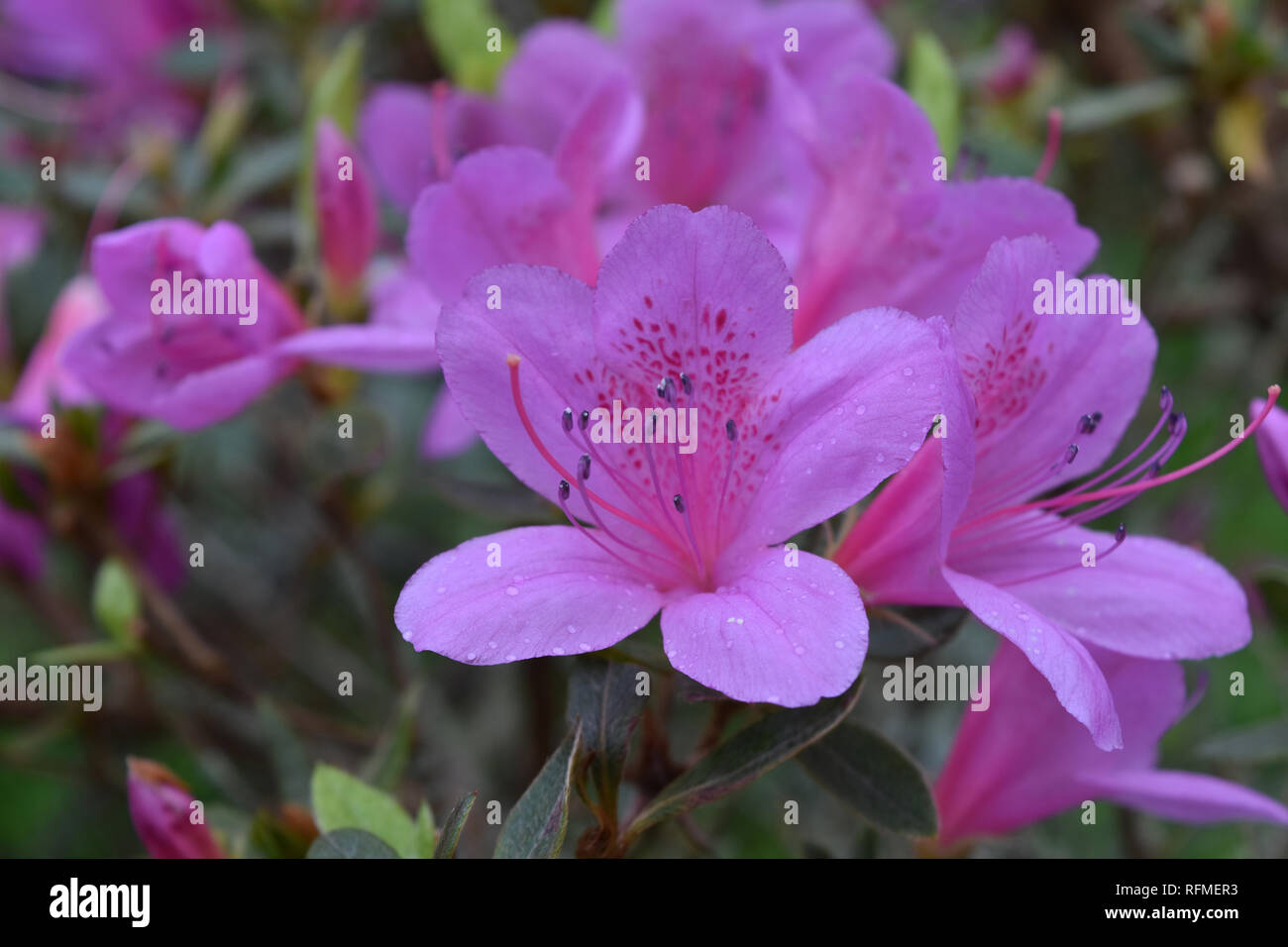 Stunning flowering pink azalea flower blossom blooming Stock Photo - Alamy