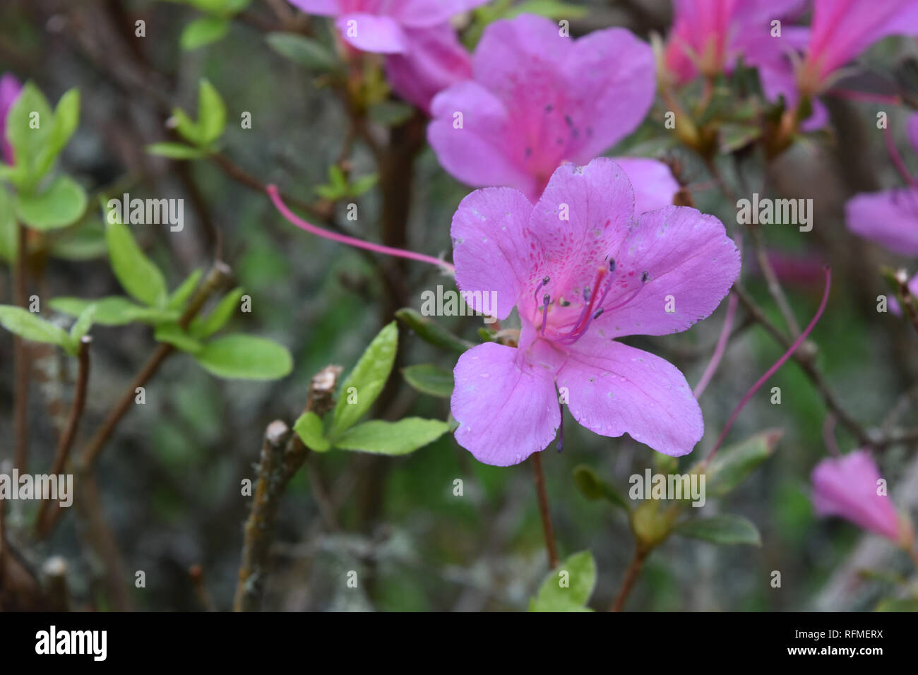 Very pretty azalea flower in shades of pink Stock Photo - Alamy