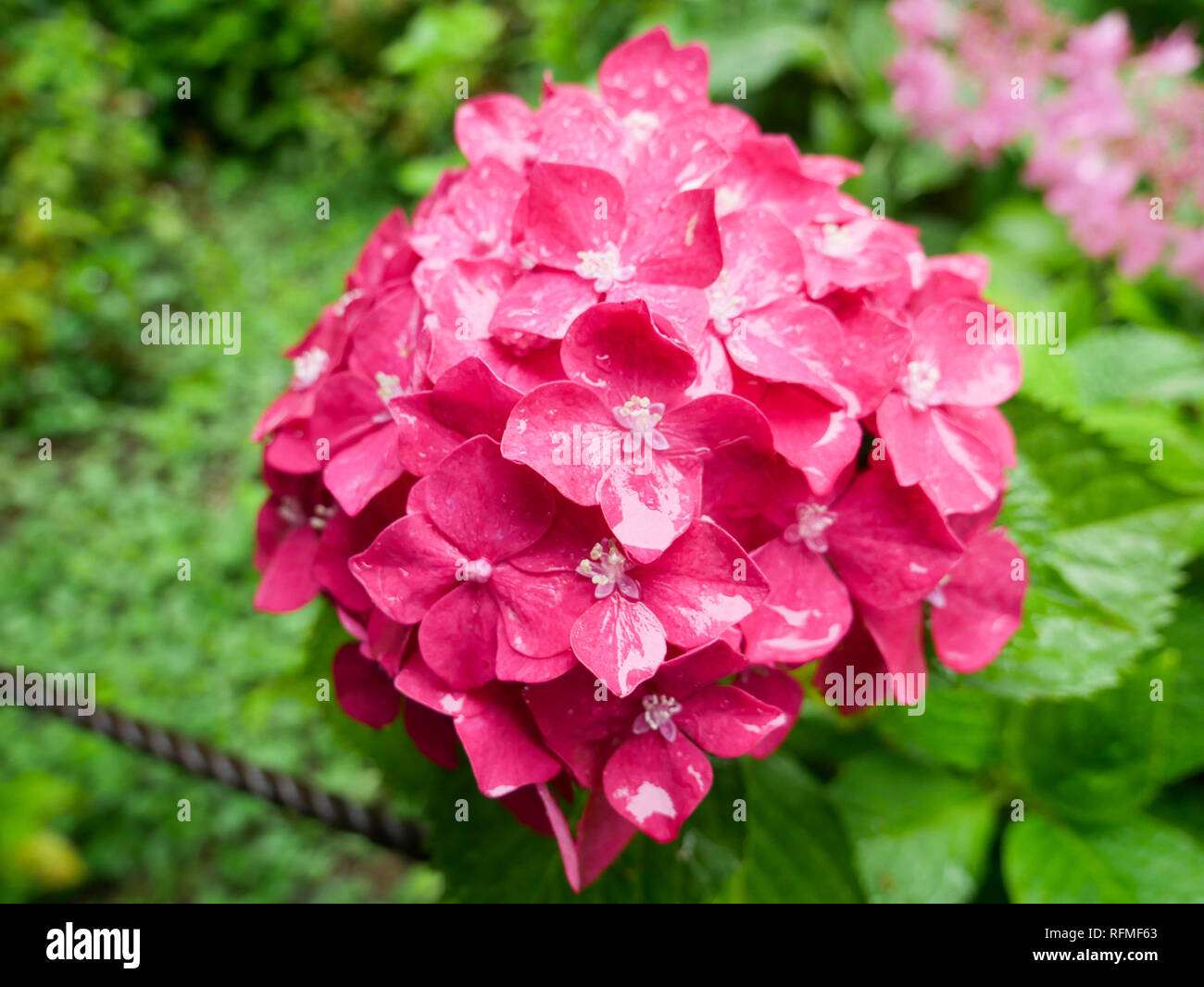 Rich pink hydrangea flower in full bloom under the rain Stock Photo - Alamy