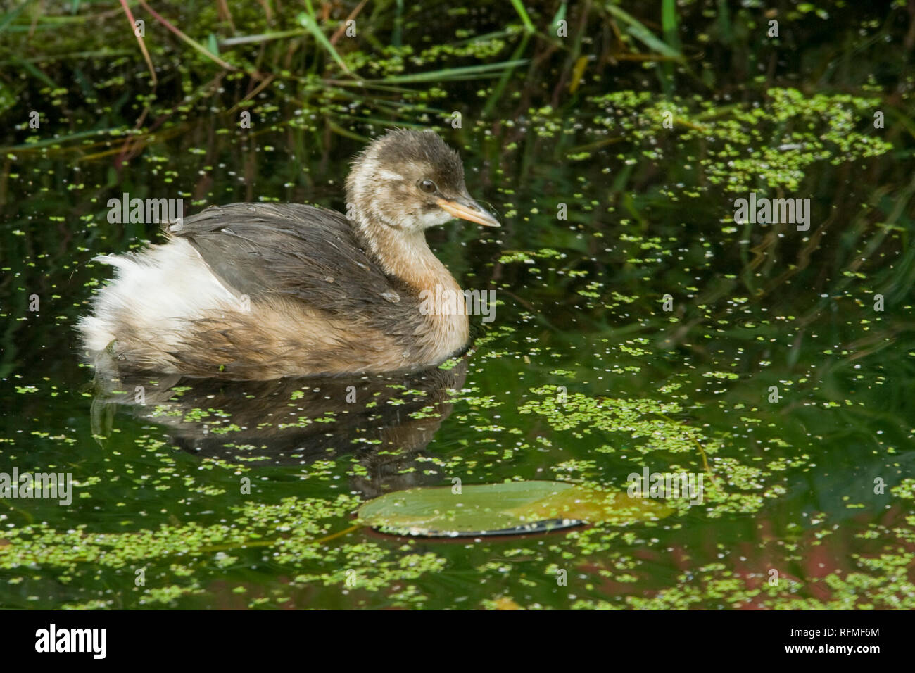 Little grebe winter hi-res stock photography and images - Alamy