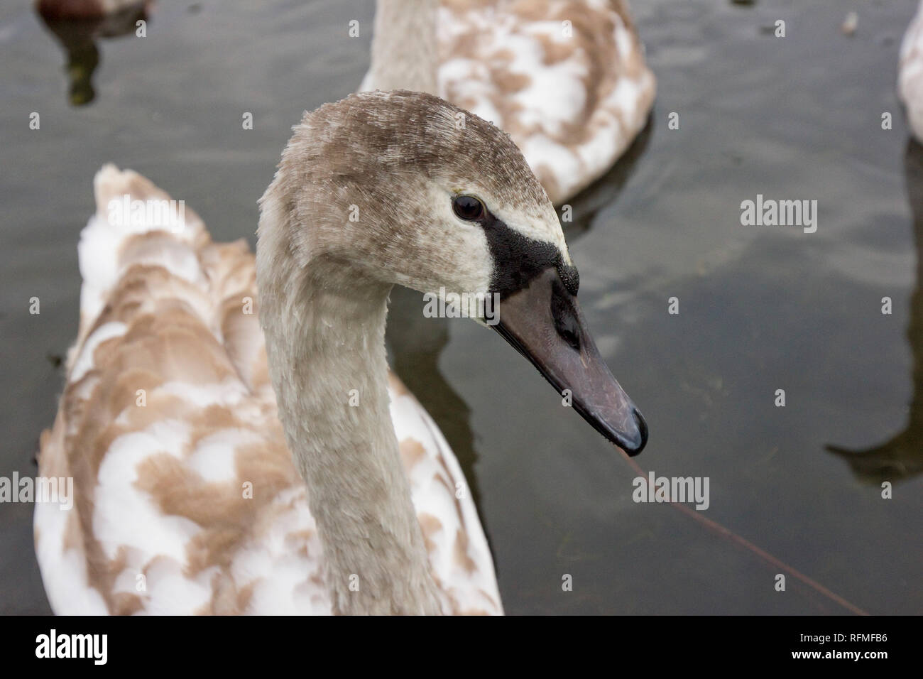 An inquisitive swan hi-res stock photography and images - Alamy