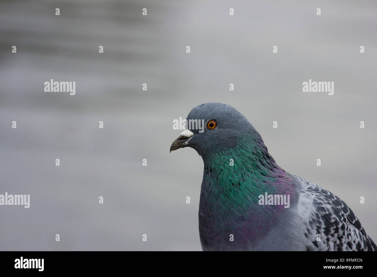 Rock or Urban Pigeon, Scotland UK Stock Photo - Alamy