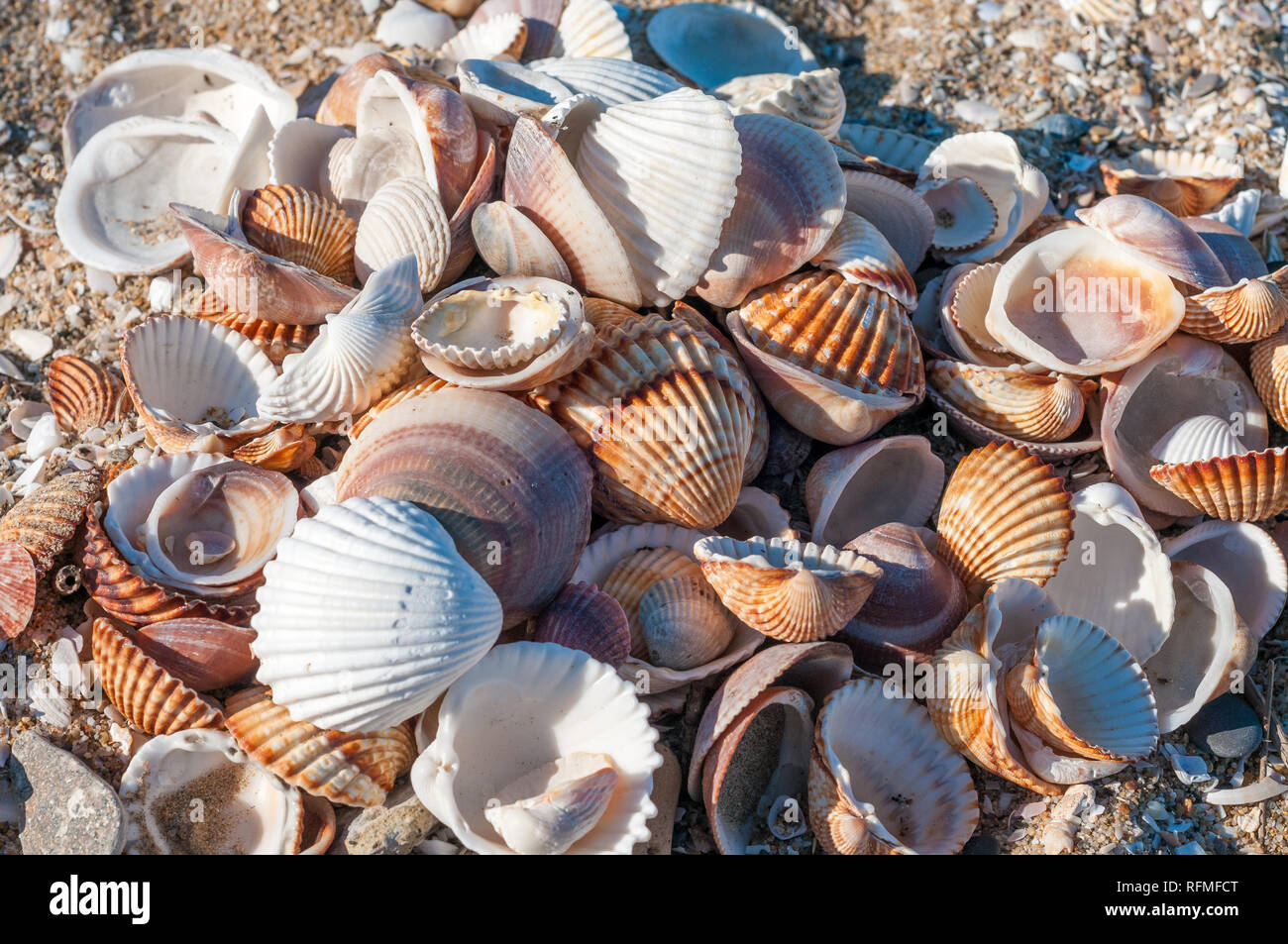 Common cockle hi-res stock photography and images - Alamy