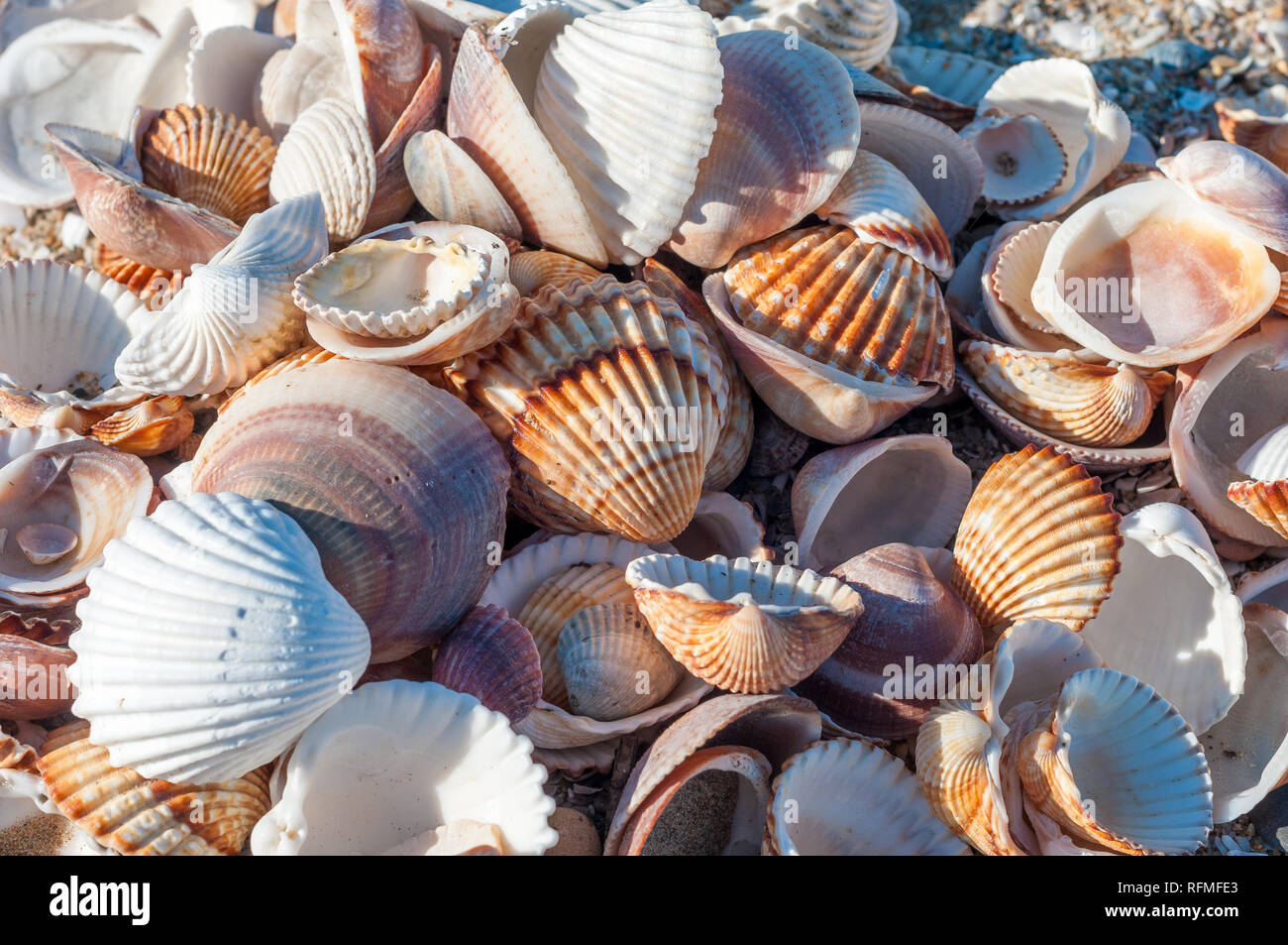 Cockle shells beach hi-res stock photography and images - Alamy