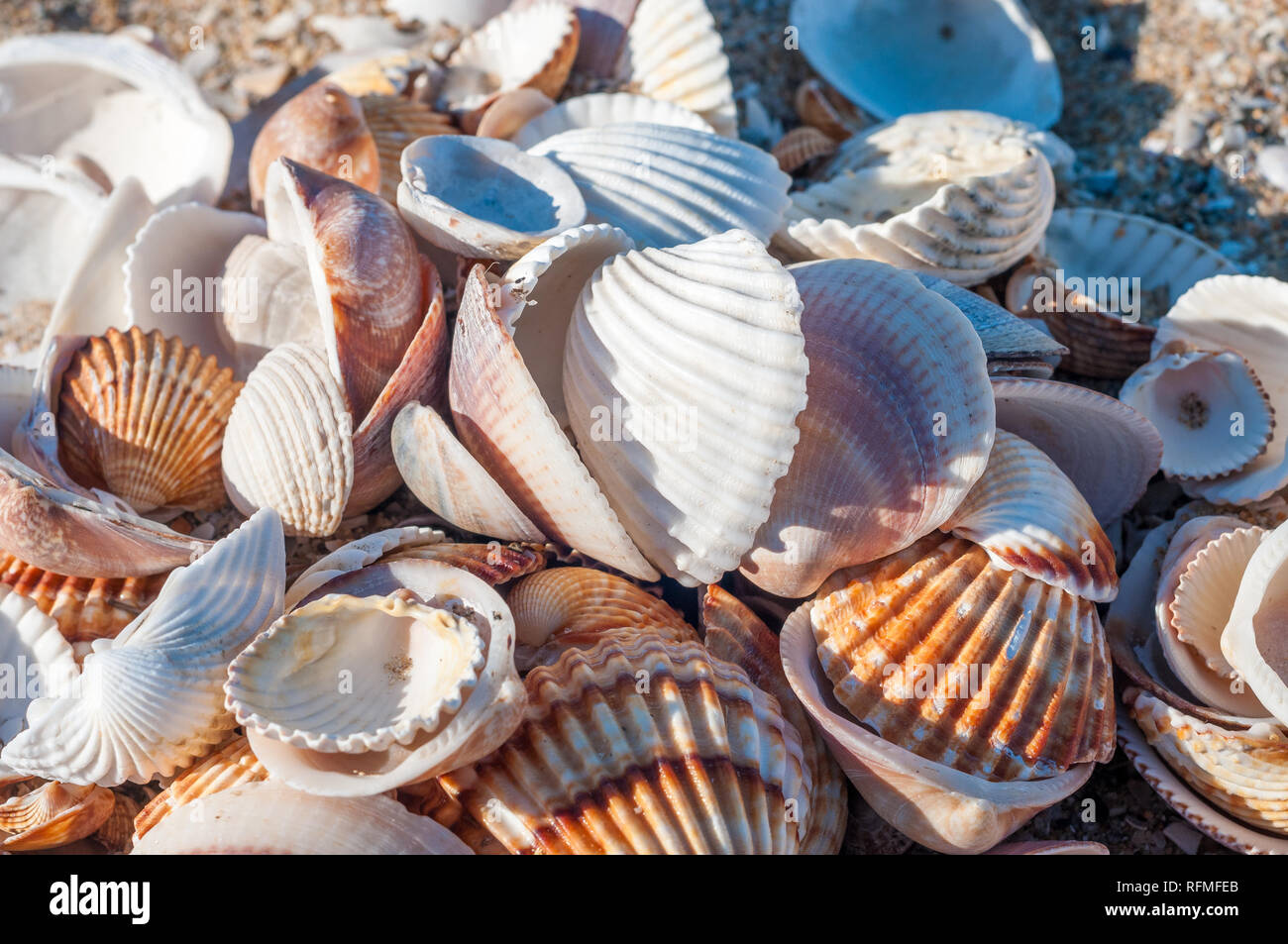 Cockle shells beach hi-res stock photography and images - Alamy