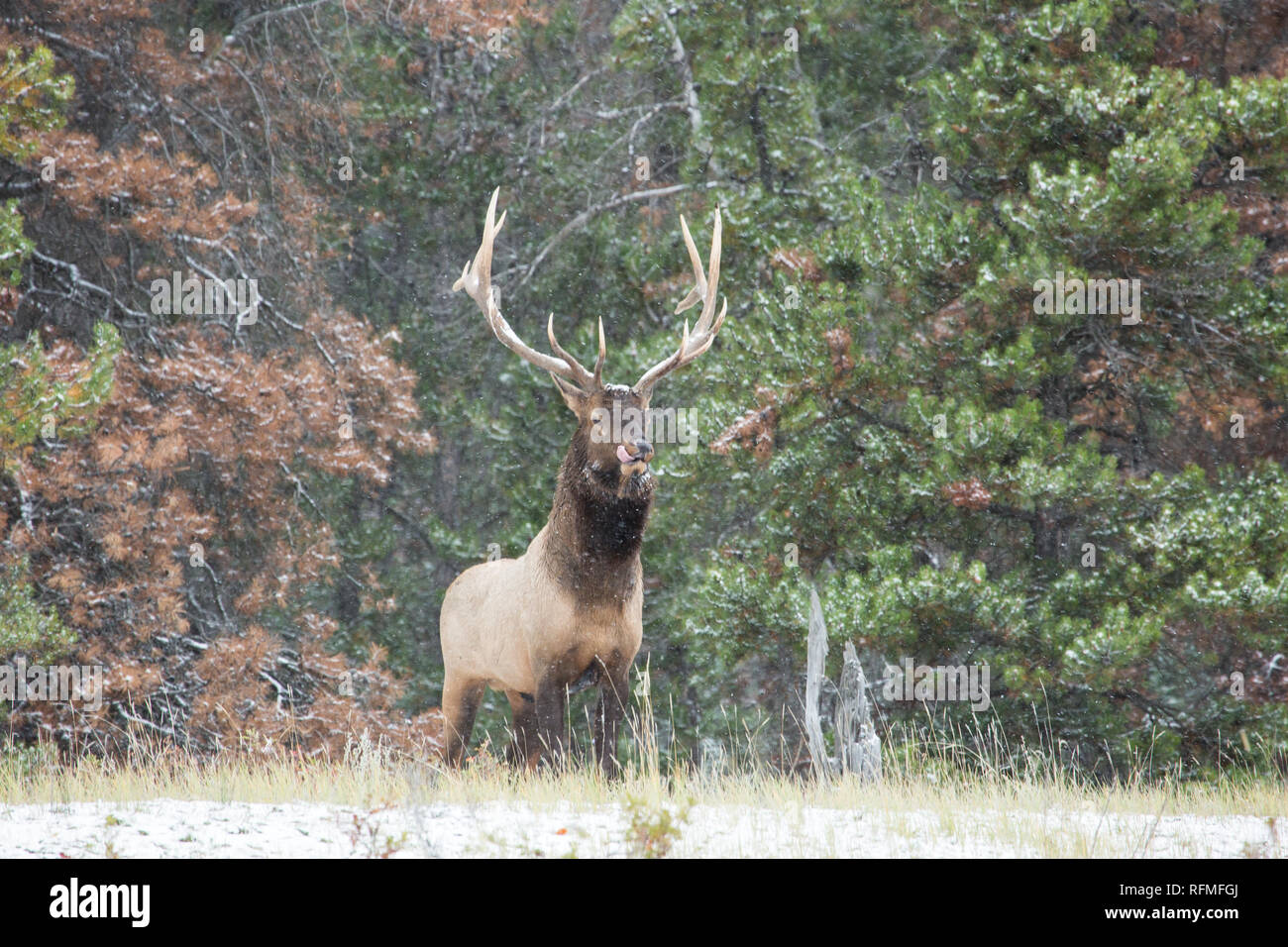 Male Elk standing in the first snows of Autumn, Jasper National Park ...