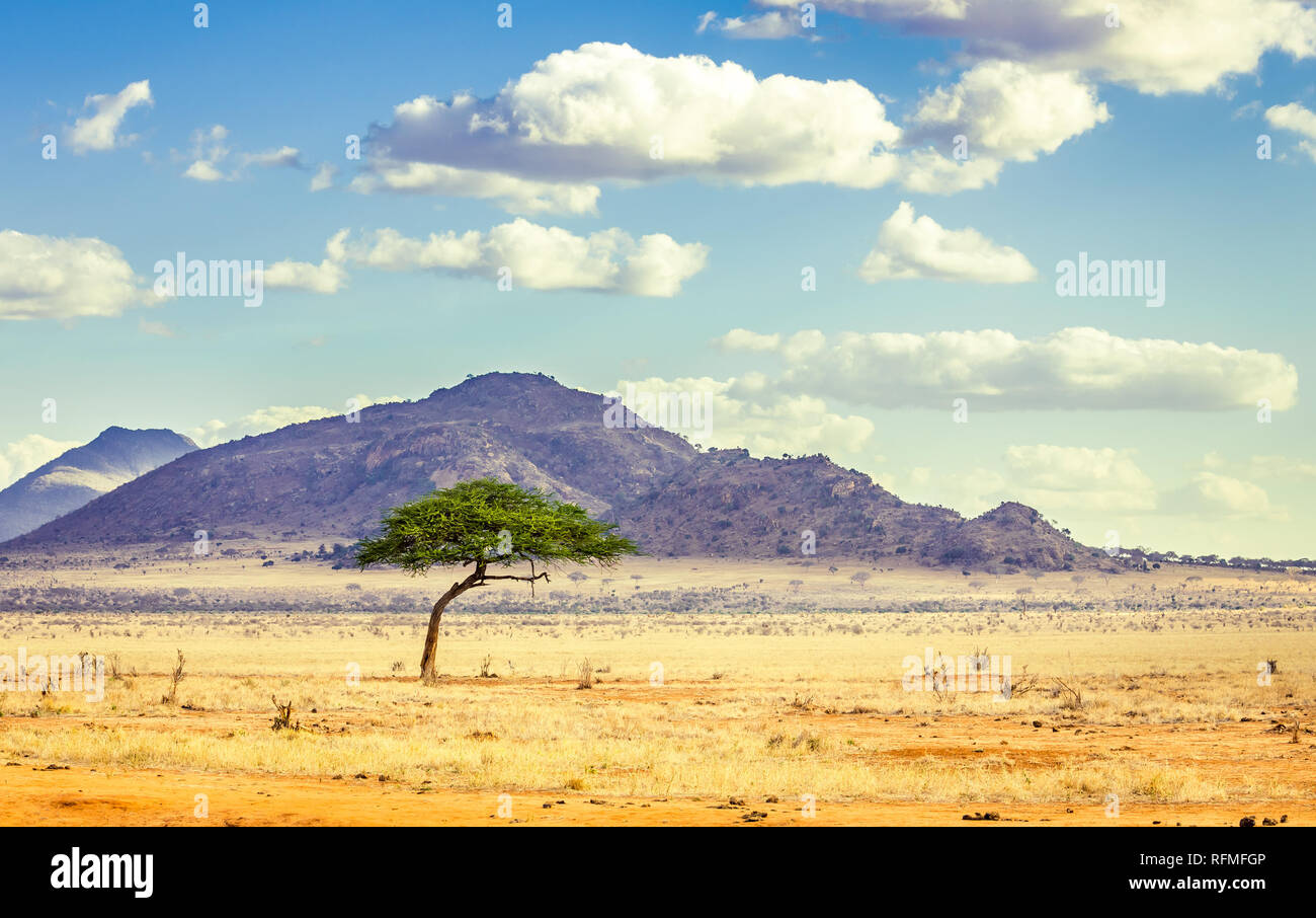 African savannah landscape tree hi-res stock photography and images - Alamy