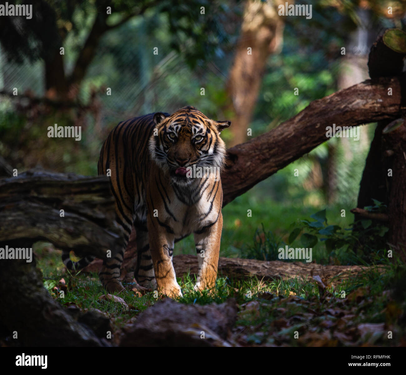 A Sumatran tiger at Paignton Zoo Stock Photo - Alamy