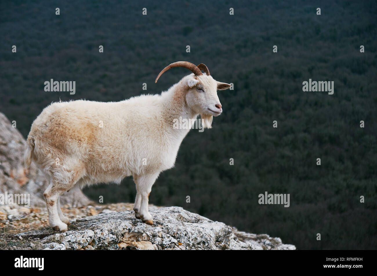 white mountain wild goat stands at rock at forest background. female ...