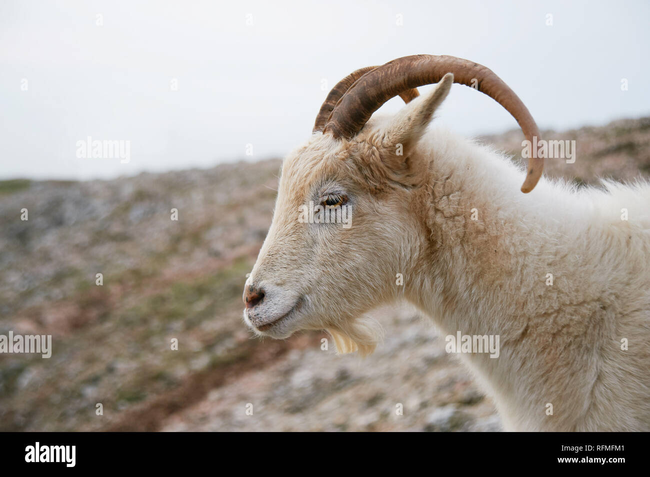 Wild mountain goat large horns hi-res stock photography and images - Alamy