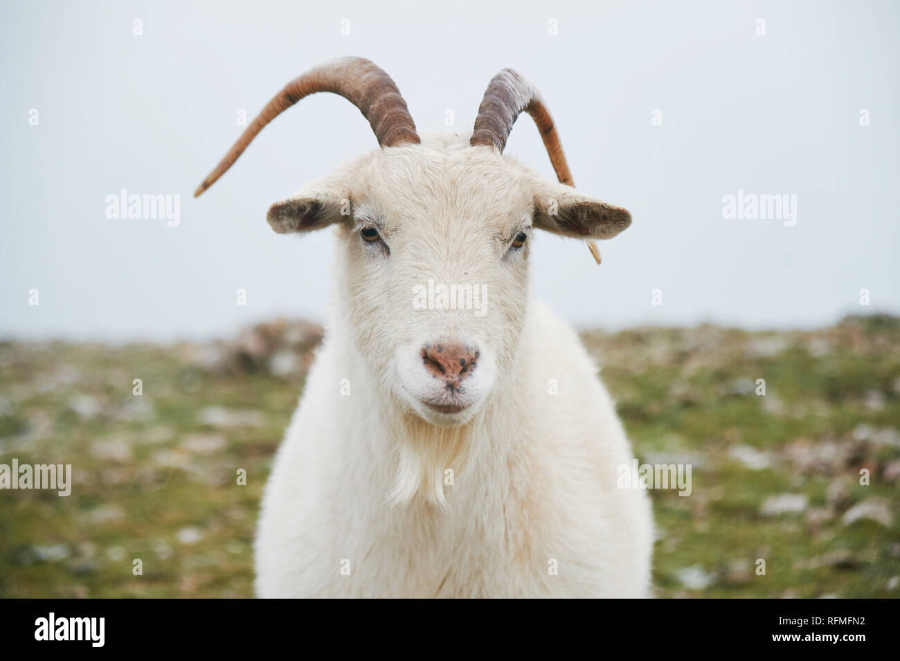 White mountain goat hi-res stock photography and images - Alamy
