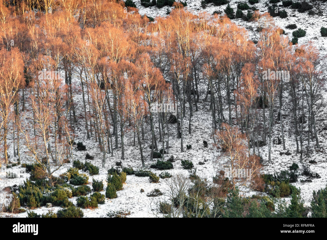 Silver Birch Trees Scotland High Resolution Stock Photography and ...