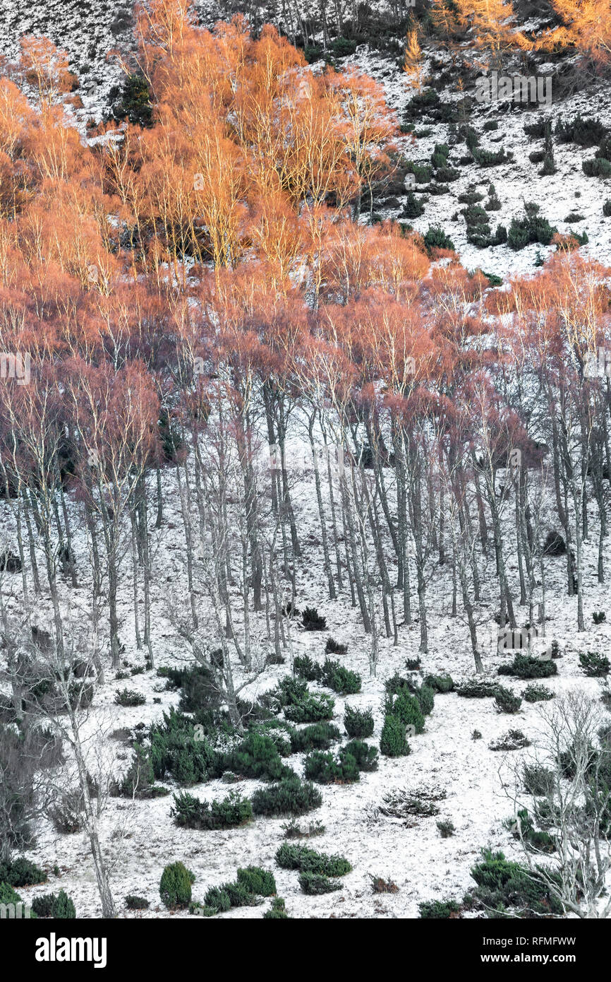 Silver Birch Trees Scotland High Resolution Stock Photography and ...