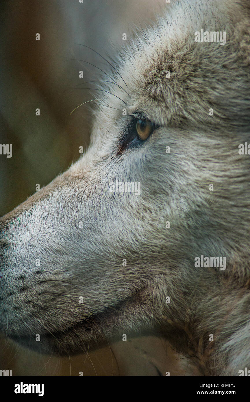Gray Wolf face with 'staring-eye' Stock Photo - Alamy