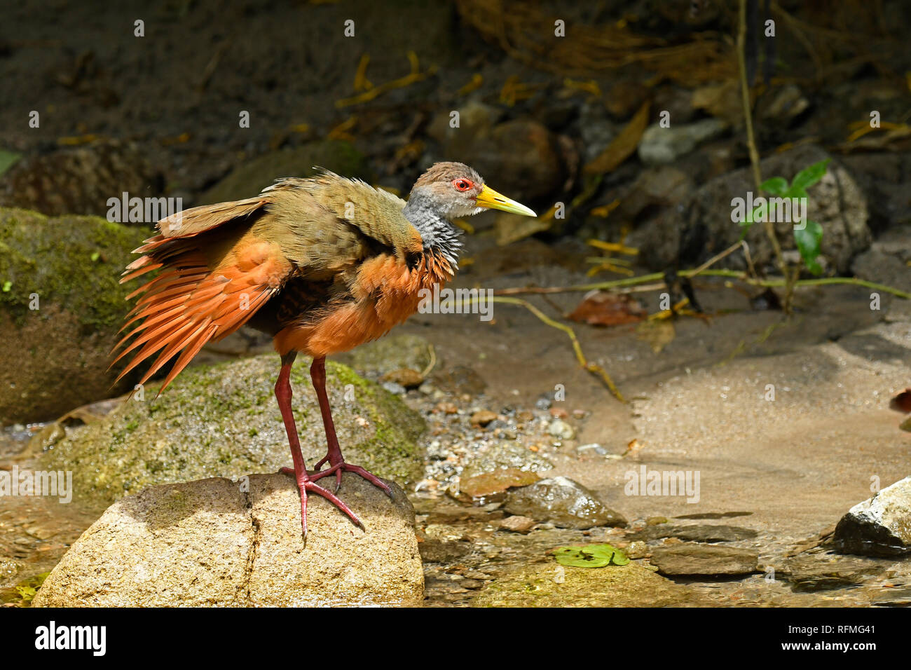Grey-necked Wood Rail (Aramides cajaneus) standing on rock stretching ...